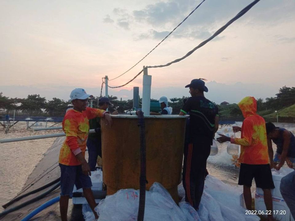 5 Things to Consider Before Shrimp Fry Stocking | JALA Blog
