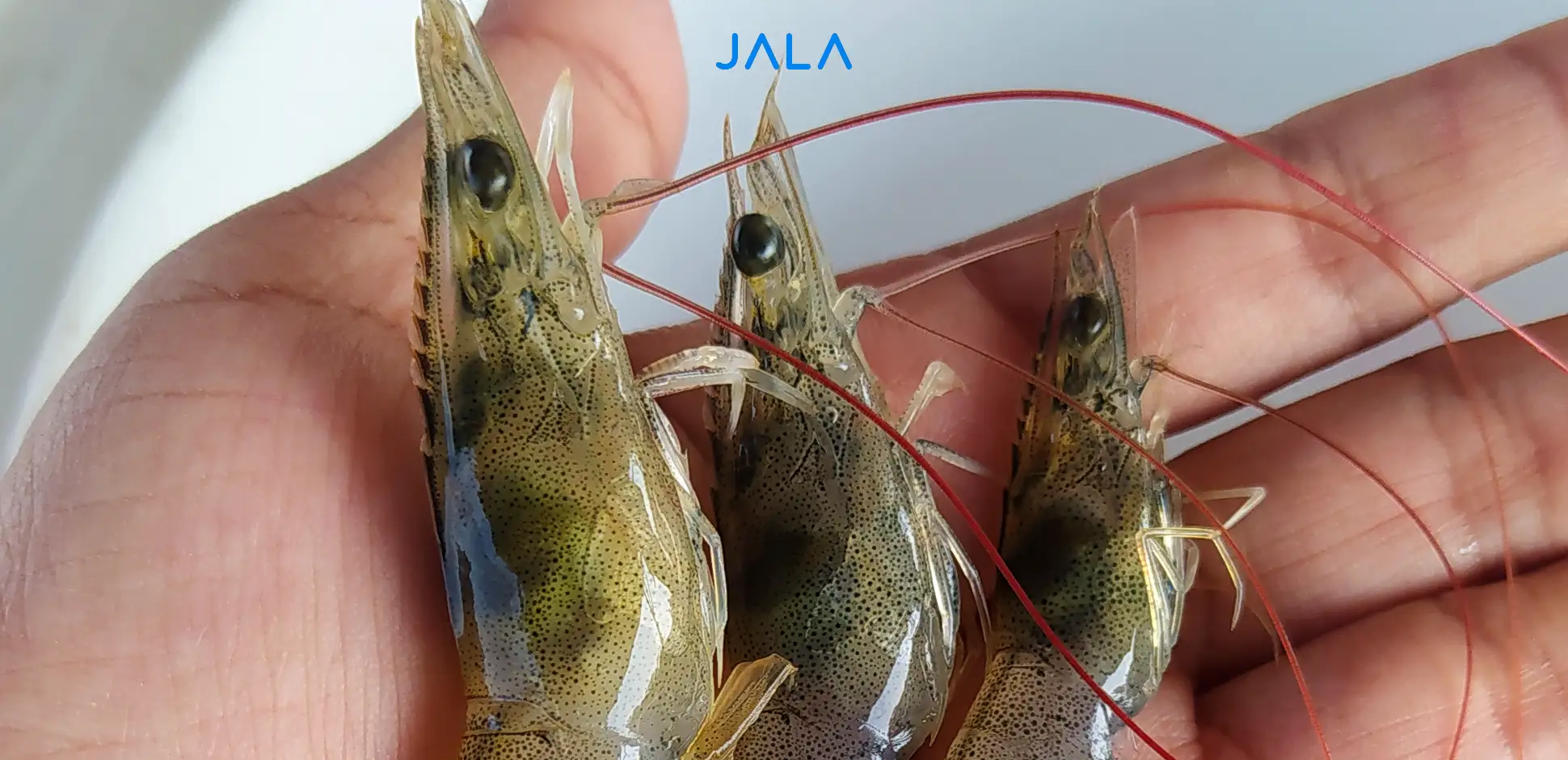 The ADG of Shrimp: An Easy Way to Measure Shrimp Weight Growth | JALA Blog