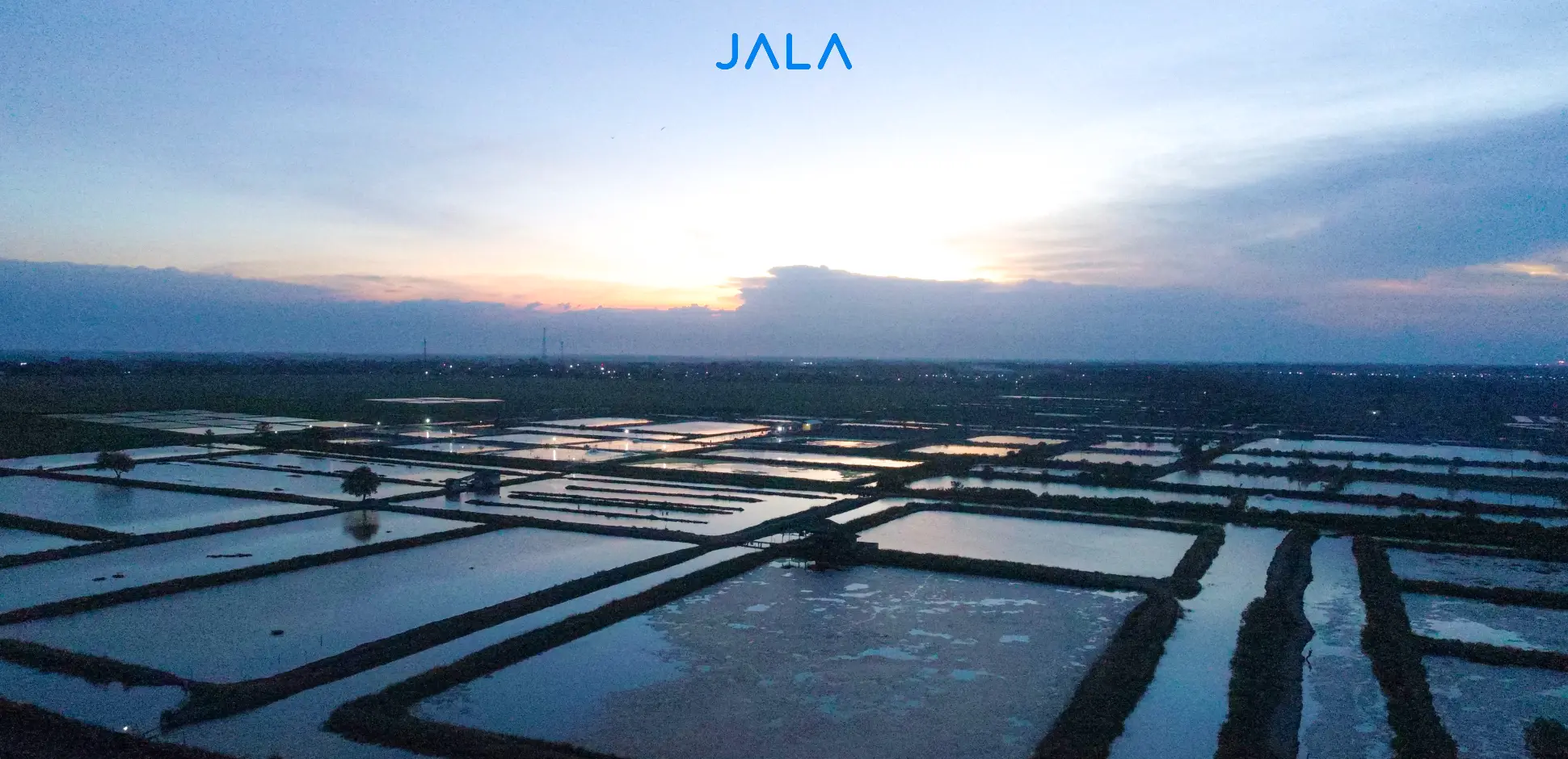Cara Budidaya Udang Vaname: Dari Persiapan hingga Panen | JALA Blog Cara Budidaya Udang Vaname: Dari Persiapan hingga Panen | JALA Blog