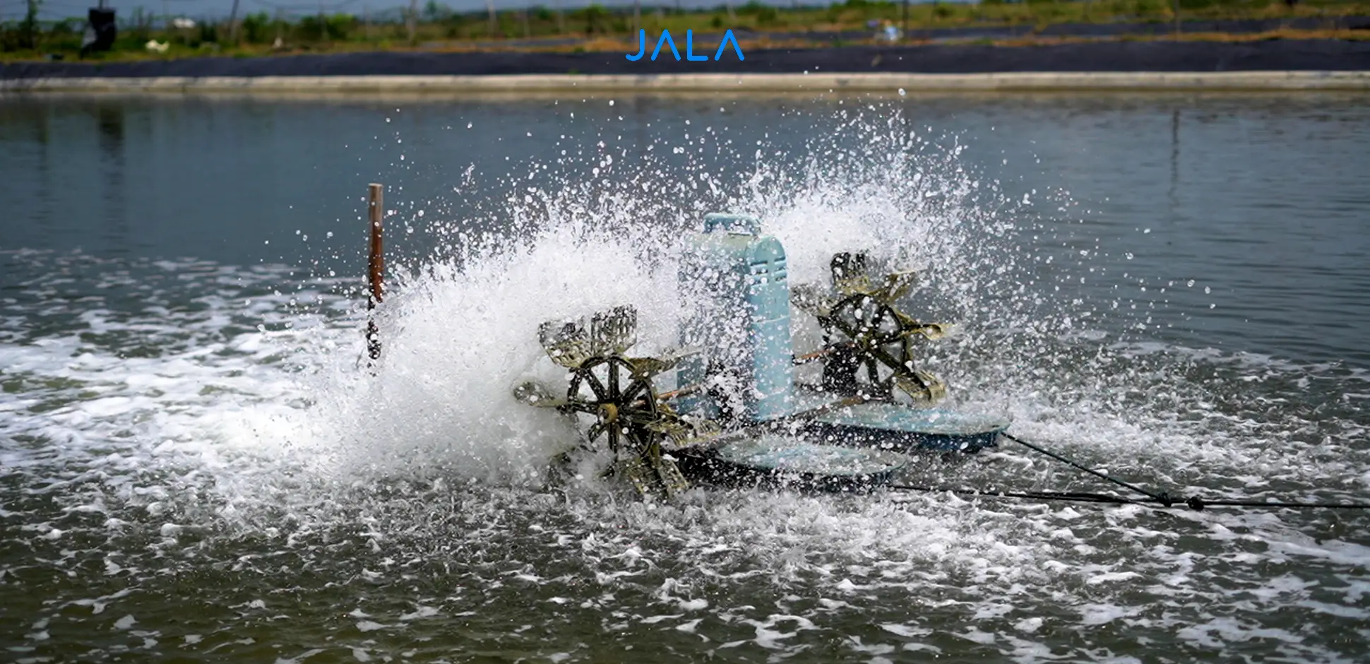 Apa itu DoC Budidaya Udang? Ini Penjelasan Lengkapnya! | JALA Blog