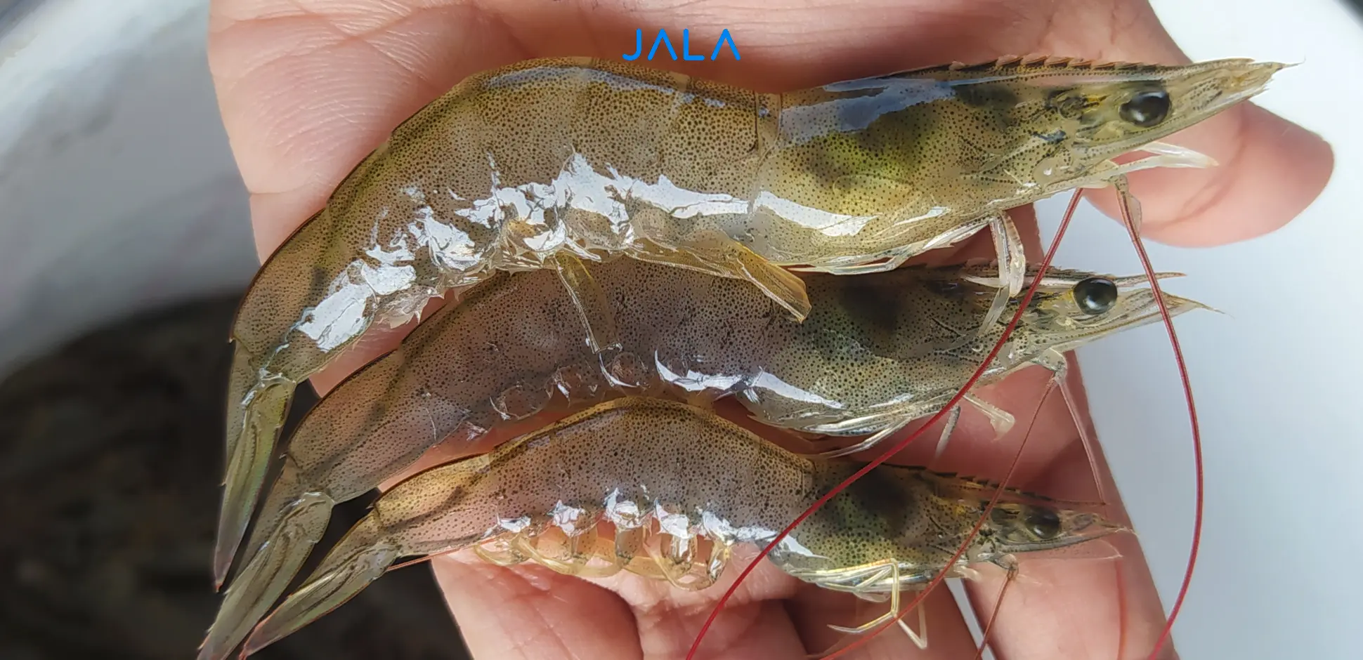 EHP in Shrimp: Its Symptoms, Causes, and Treatment | JALA Blog