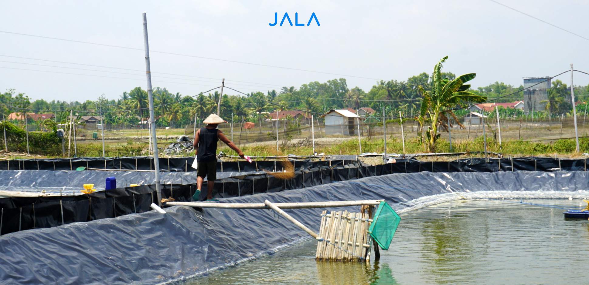 3 Benefits of Super PS for Shrimp | JALA Blog