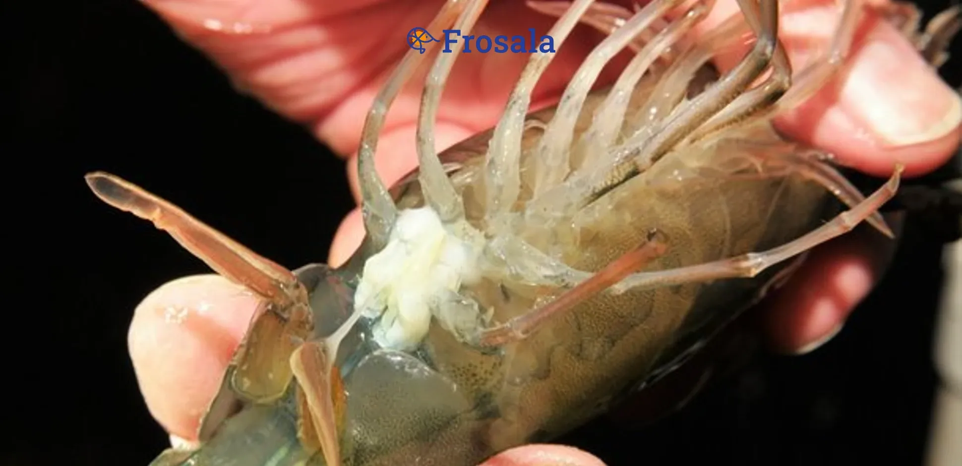 10 Benefits of Shrimp Roe that You Need to Know | Frosala Blog