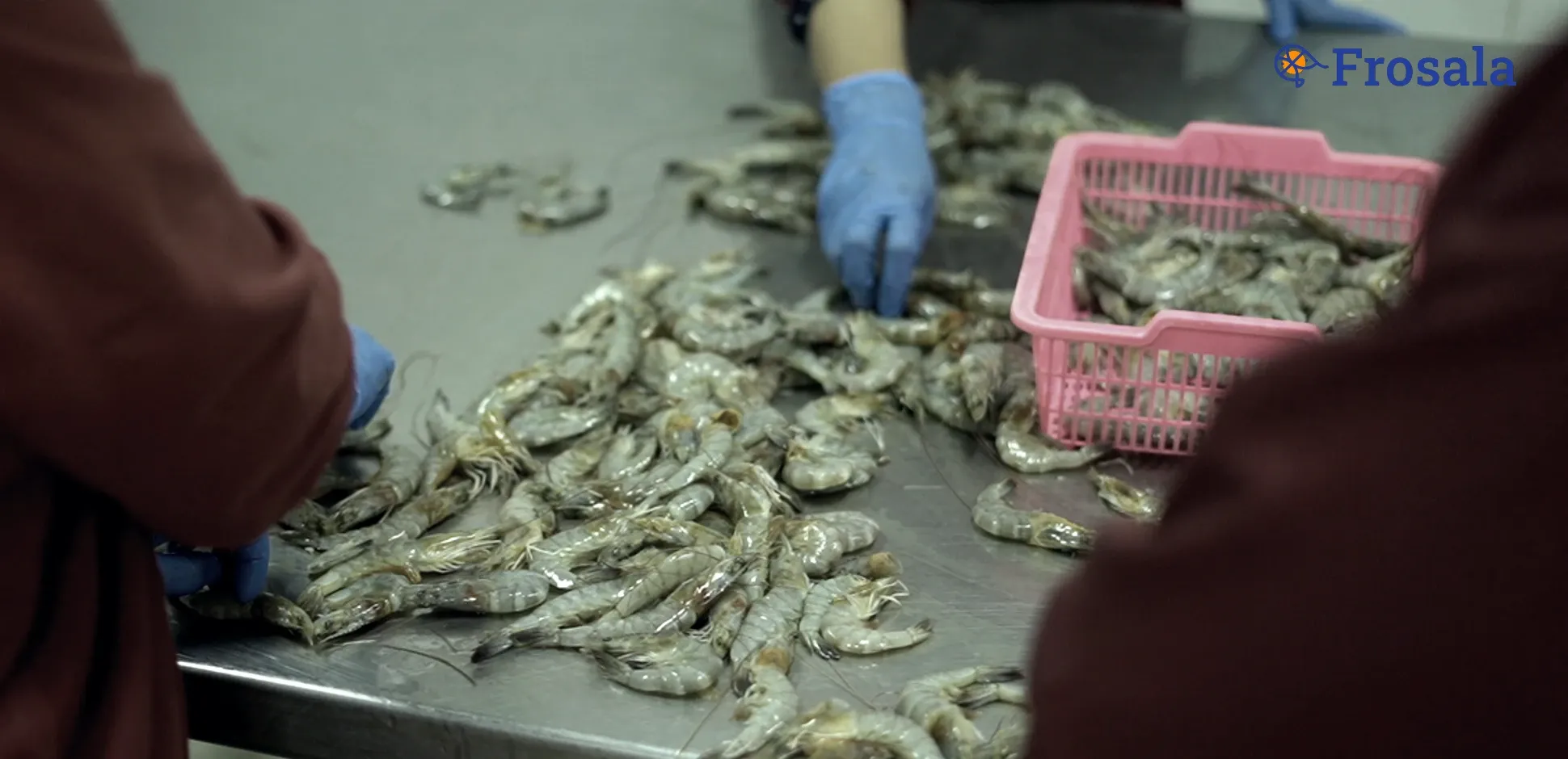 Signs of Fresh and Spoiled Shrimp | Frosala Blog