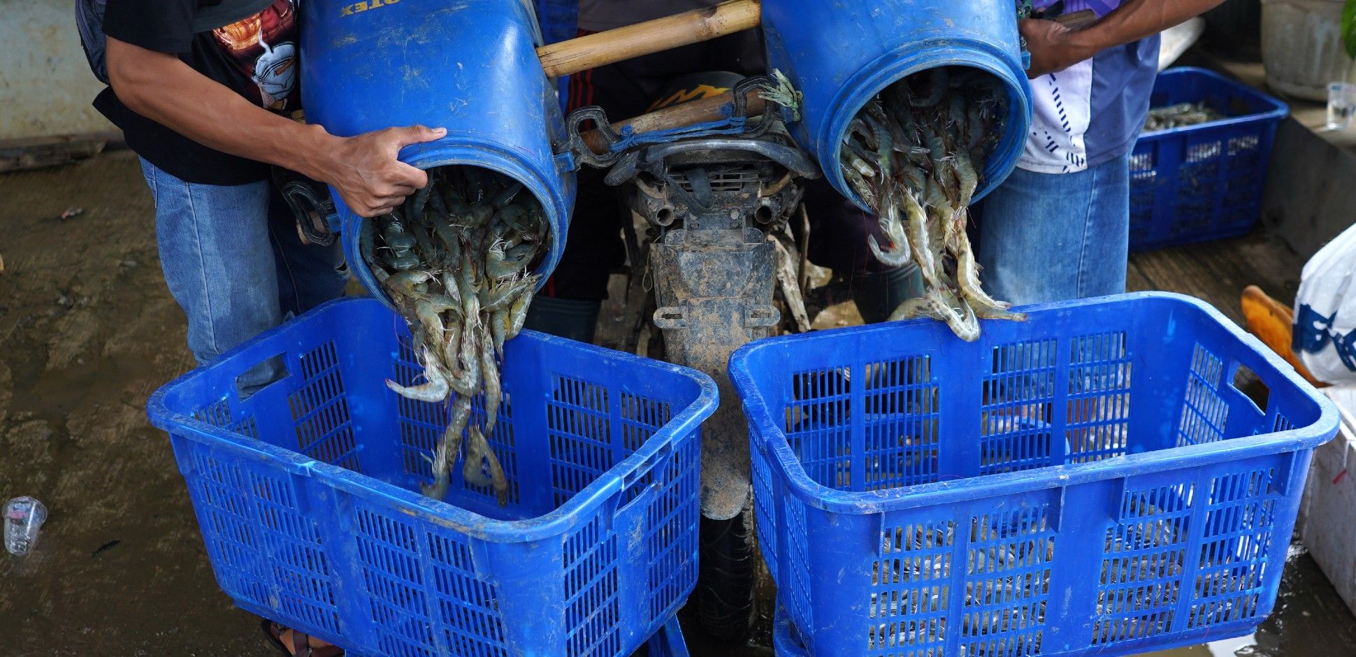 In the Midst of Declining Shrimp Prices, Farmers are Advised Not to Do ...