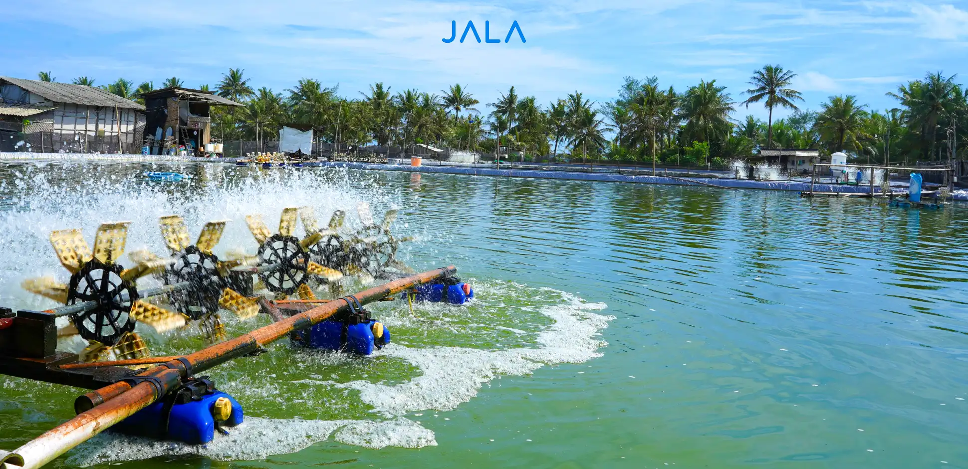 Causes of Red Pond Water in Shrimp Farming and How to Handle It | JALA Blog