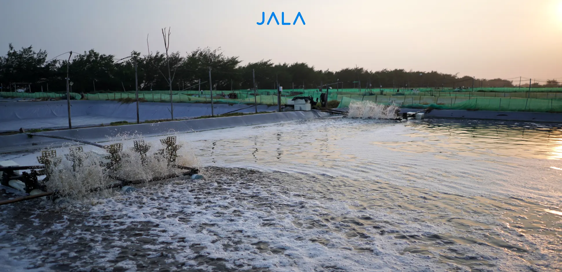 The Benefit of TSP Fertilizer for Shrimp Farms | JALA Blog