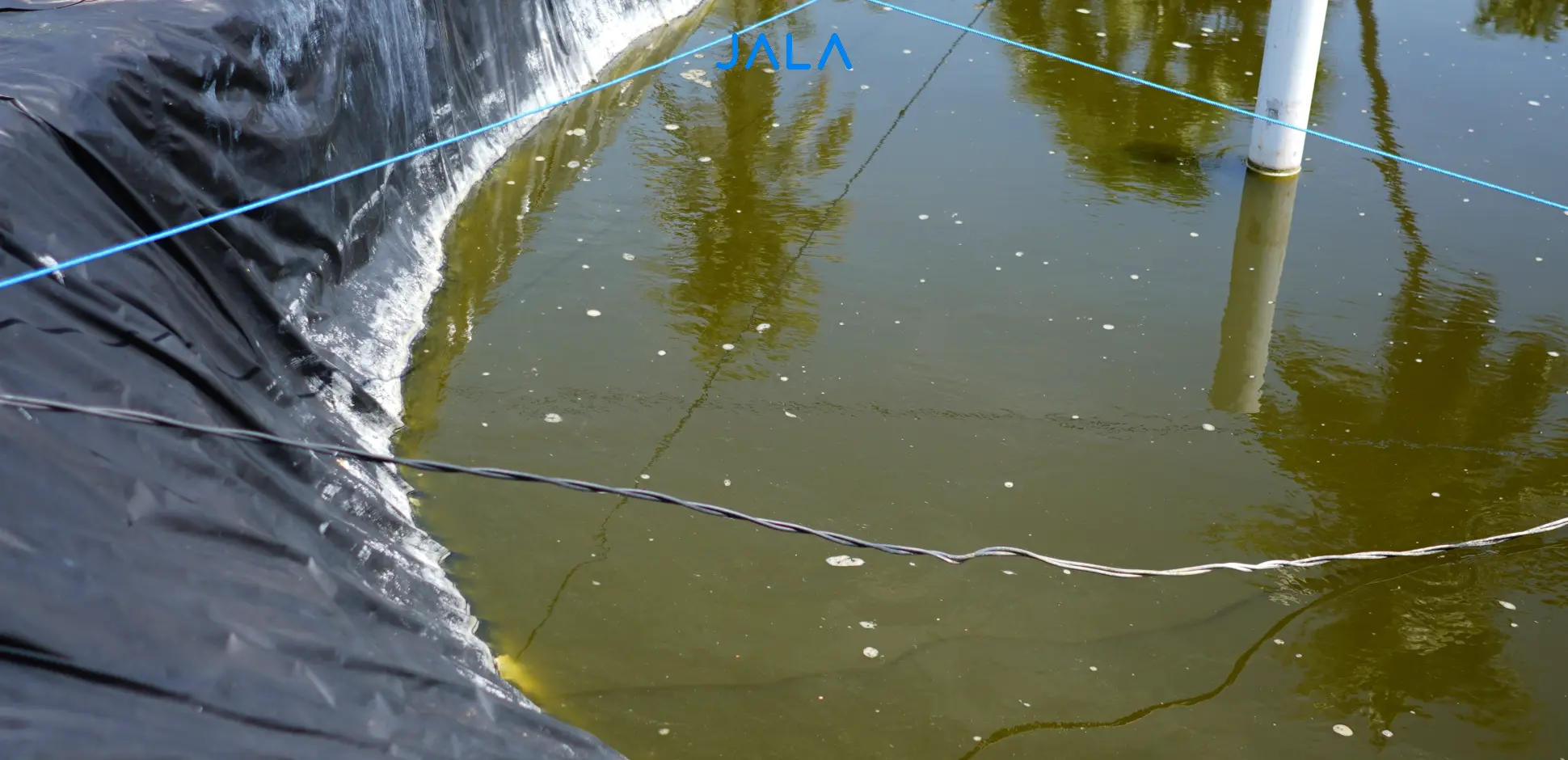 How to Get Rid of Moss in Shrimp Farms | JALA Blog