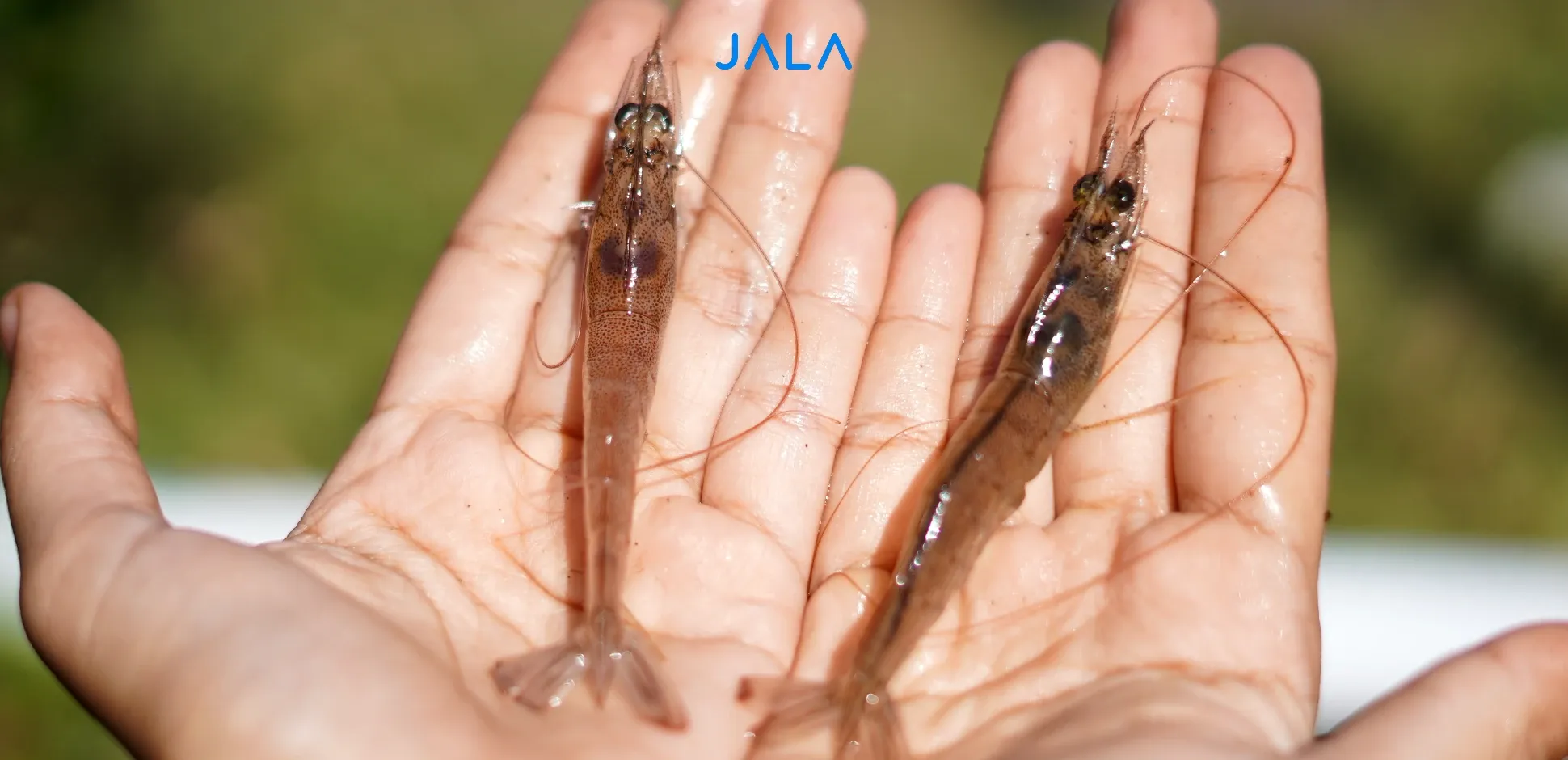 The Morphology of Vannamei Shrimp that You Need to Know | JALA Blog