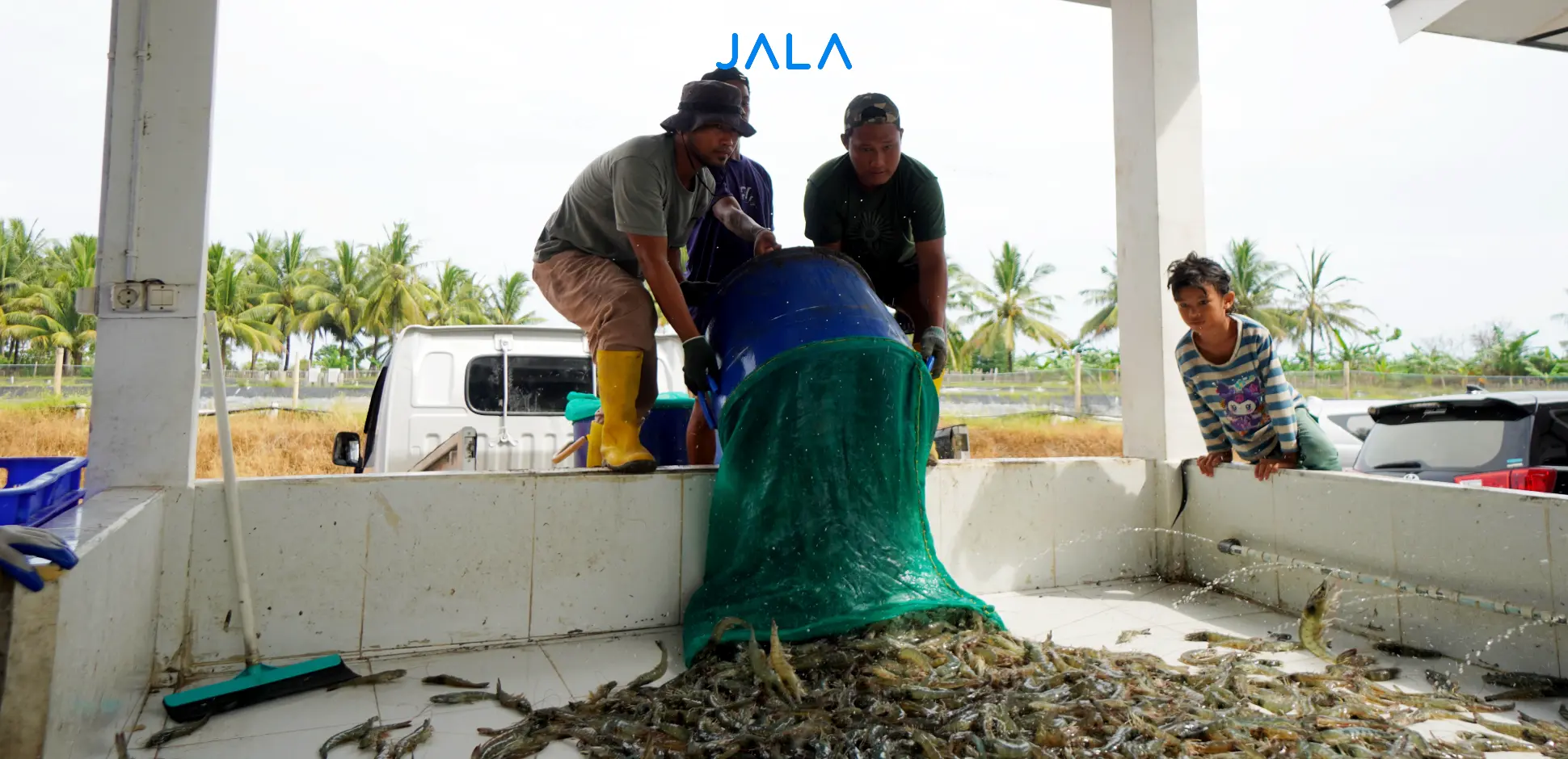 Climate Smart Shrimp Farming Project Celebrates First Harvest, Paving ...