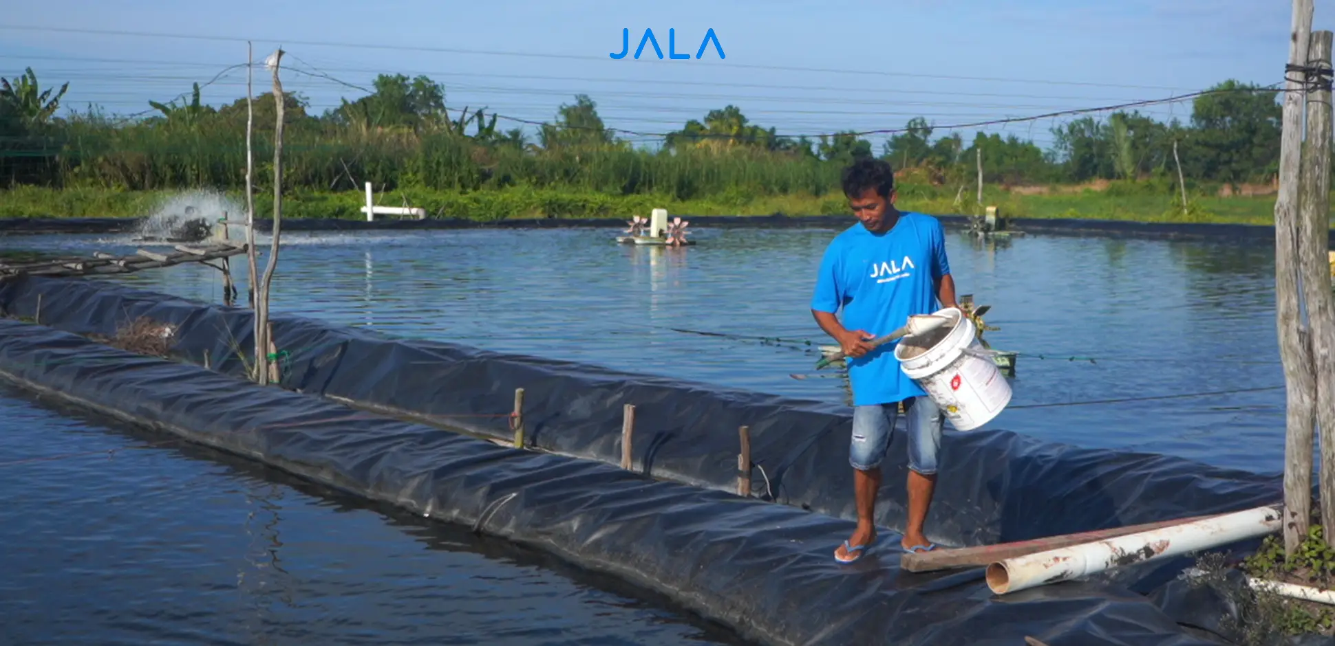Cara Pemberian Pakan Udang Vaname Paling Efektif | JALA Blog