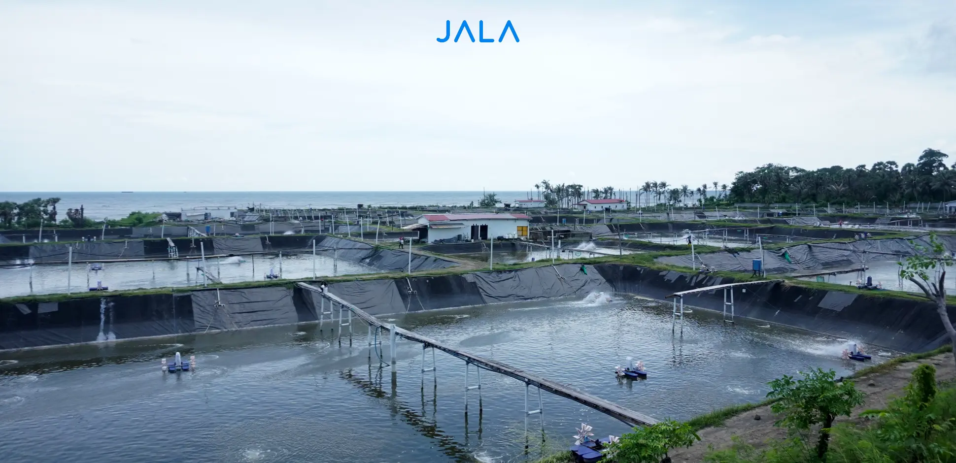 Memahami Pentingnya Persetujuan Lingkungan bagi Usaha Tambak Udang ...