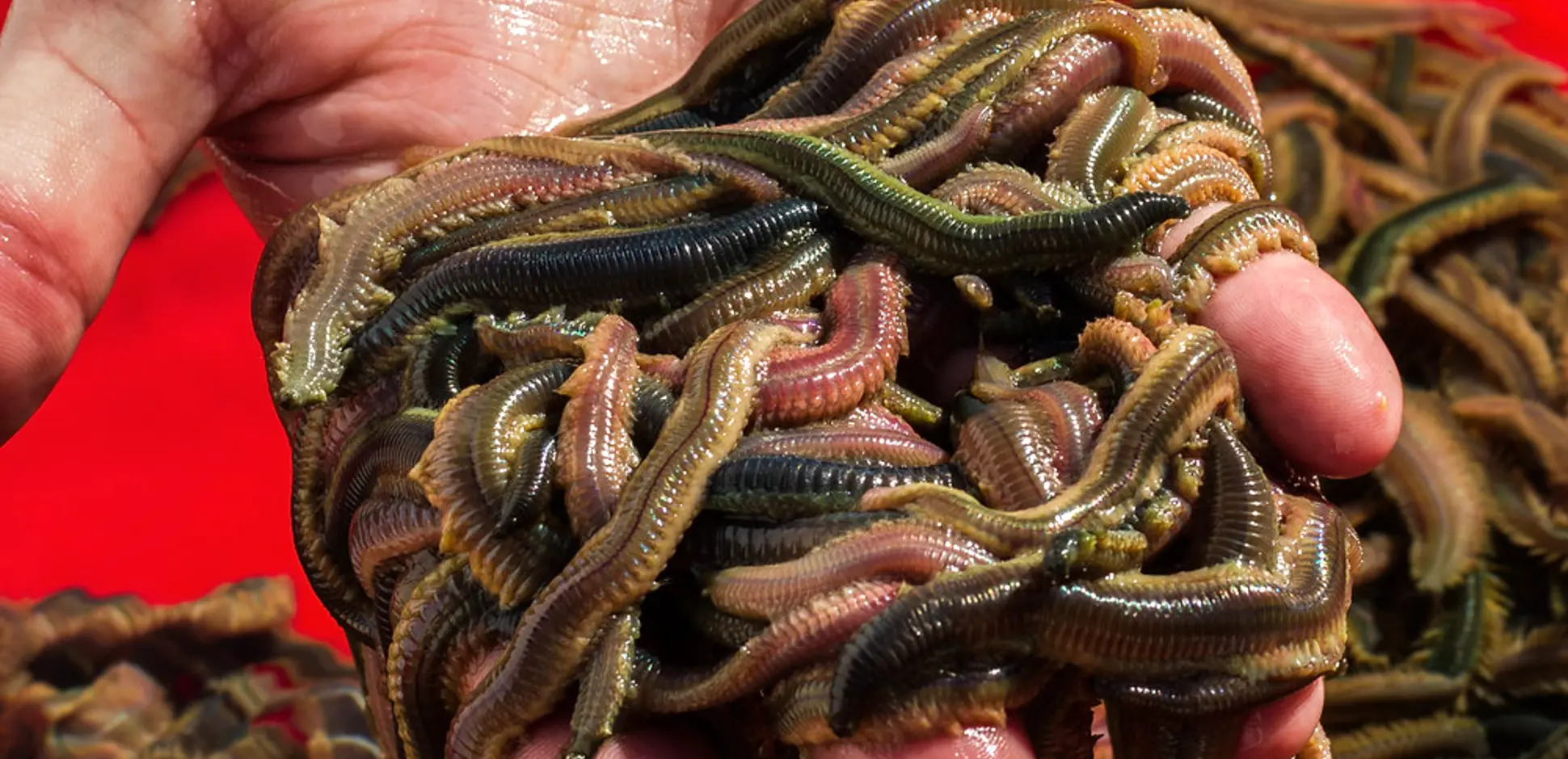 Polychaetes in Shrimp Farming: Supporting Success Through Safer ...