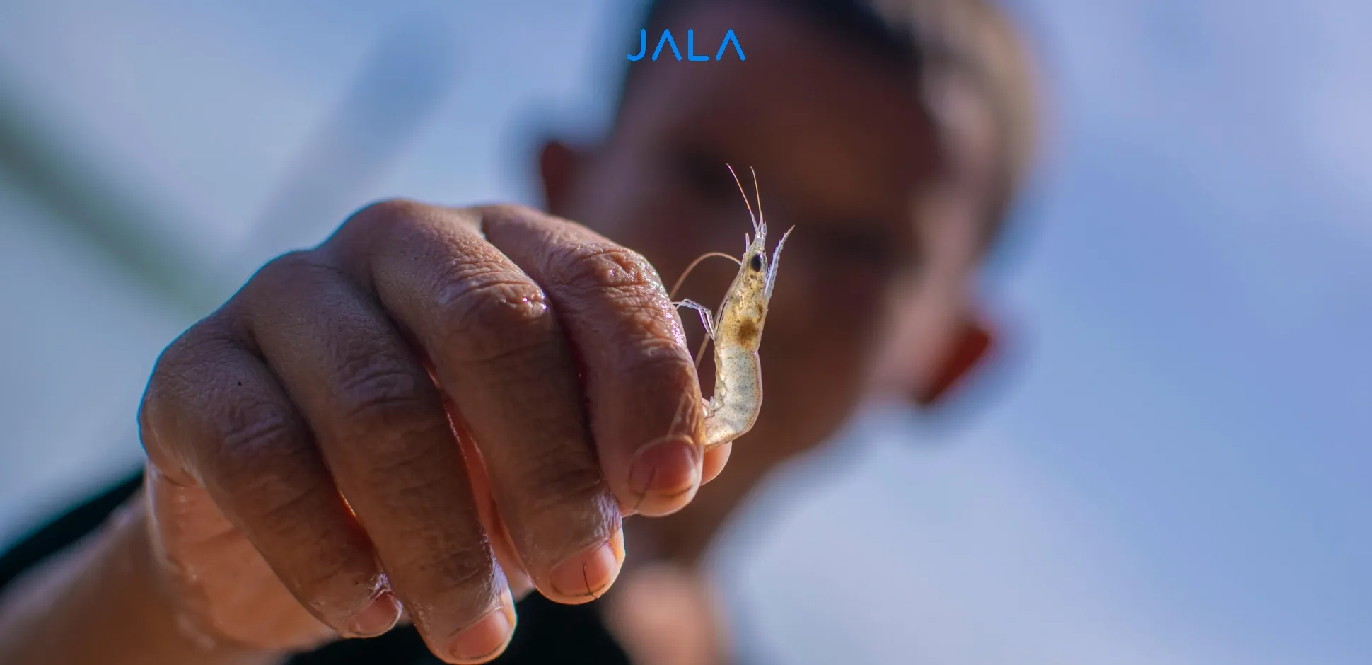 Keeping Shrimp Healthy: The Benefits of Screening for Infectious ...