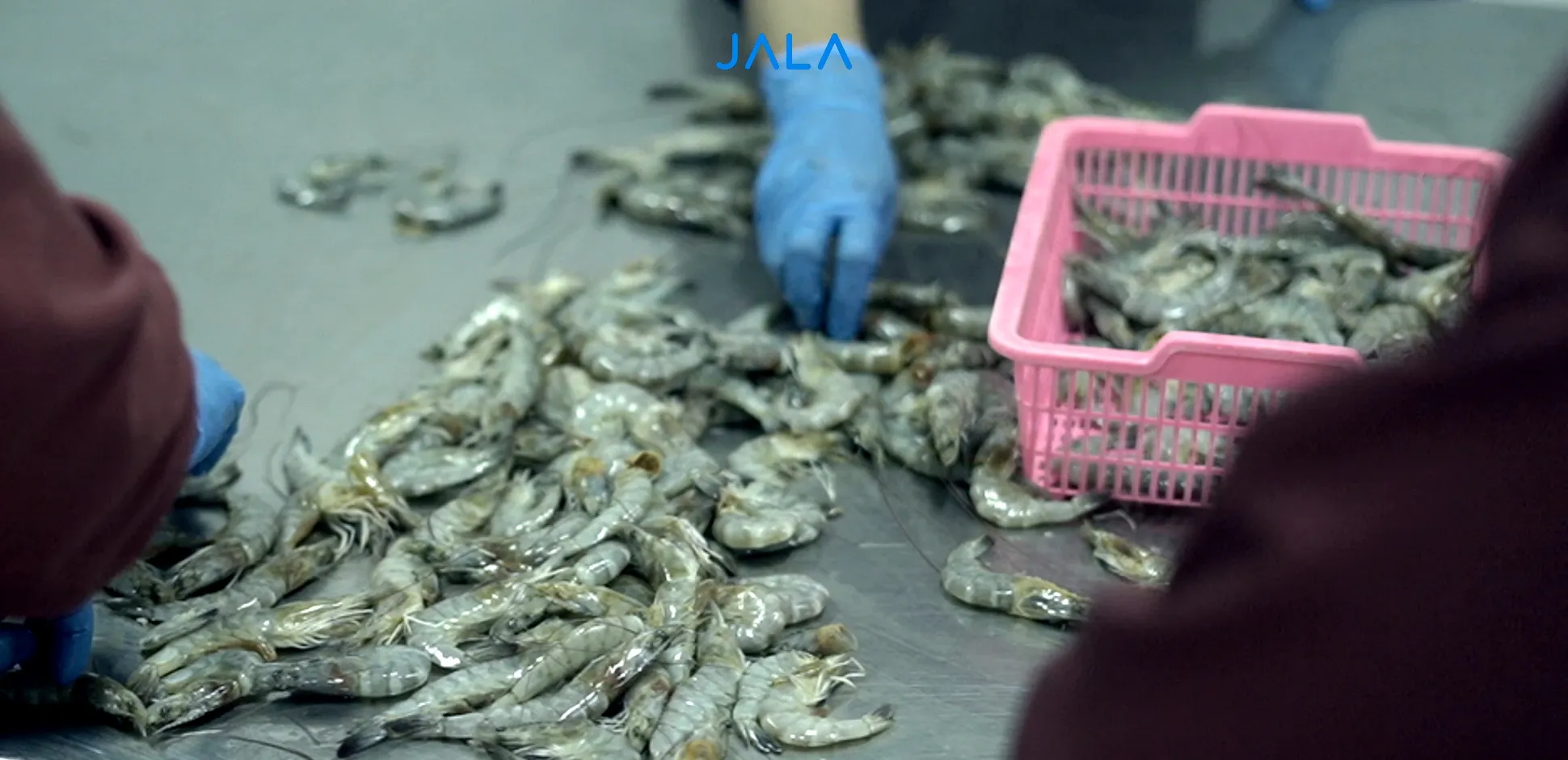 Indonesia Shrimp Exports Reopen: A Positive Outlook for 2026 ...