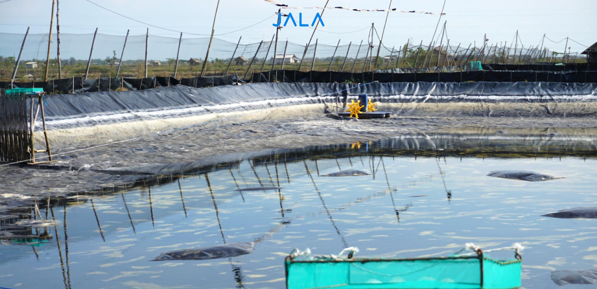 5 Strategies to Control Shrimp Diseases and the Importance of ...