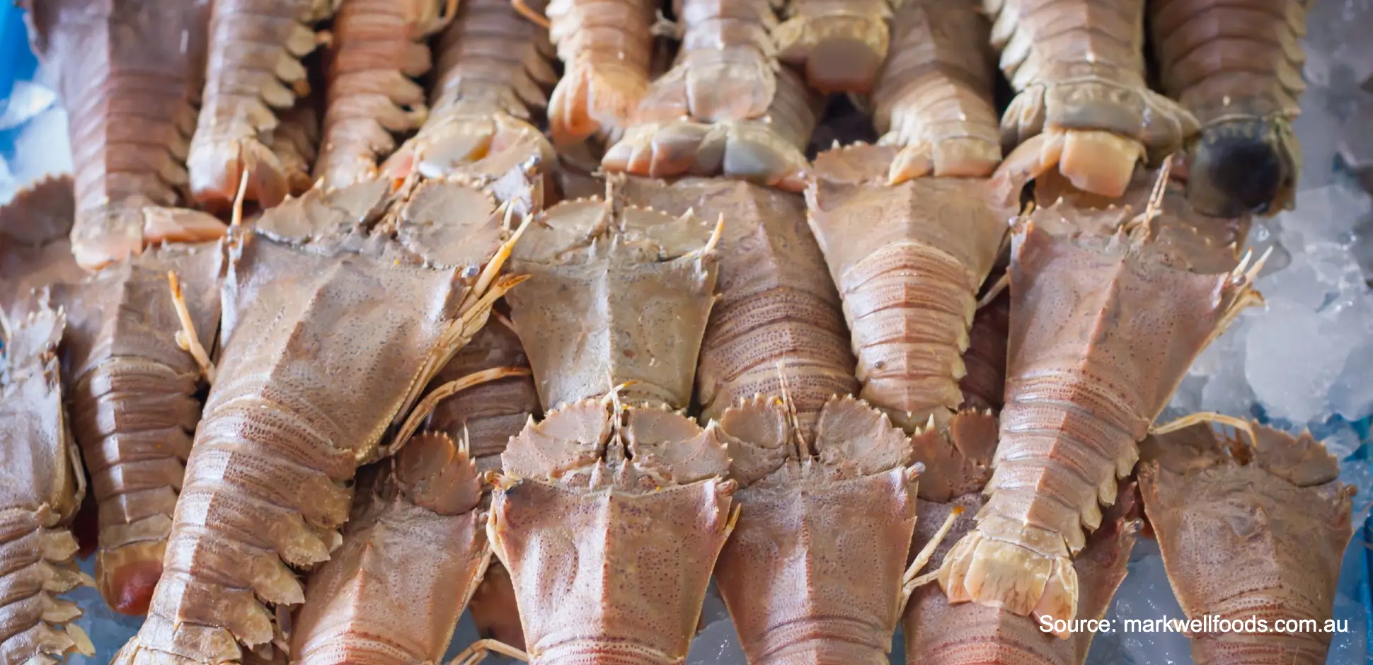 Udang Kipas: Harga dan Jenis-Jenisnya | JALA Blog