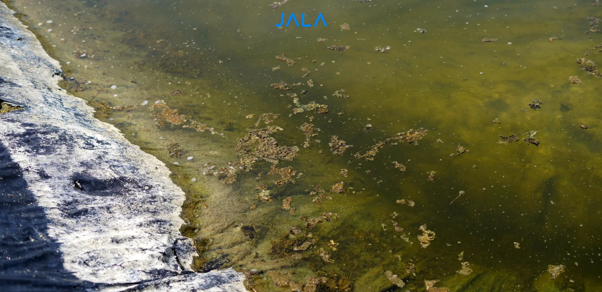 Five Ways to Overcome Floating Vannamei Shrimp | JALA Blog