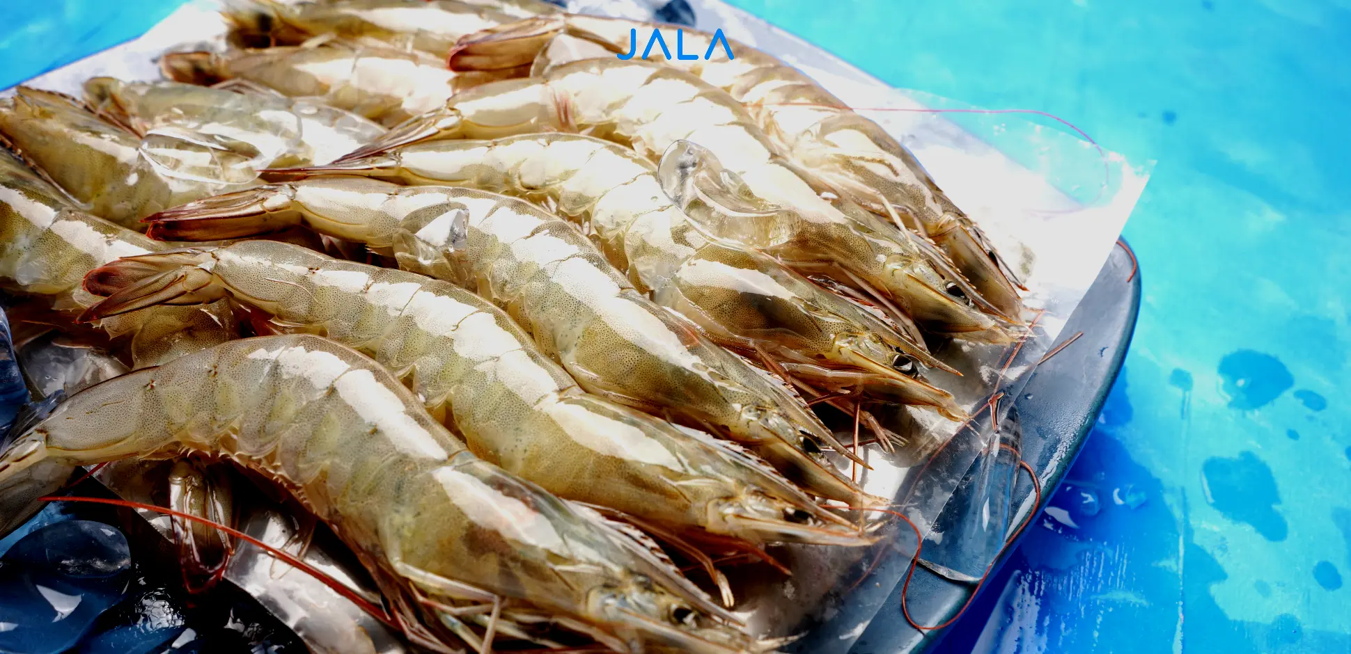 Ini 3 Keunggulan Udang Utuh JALA: Reseller Wajib Tahu! | JALA Blog