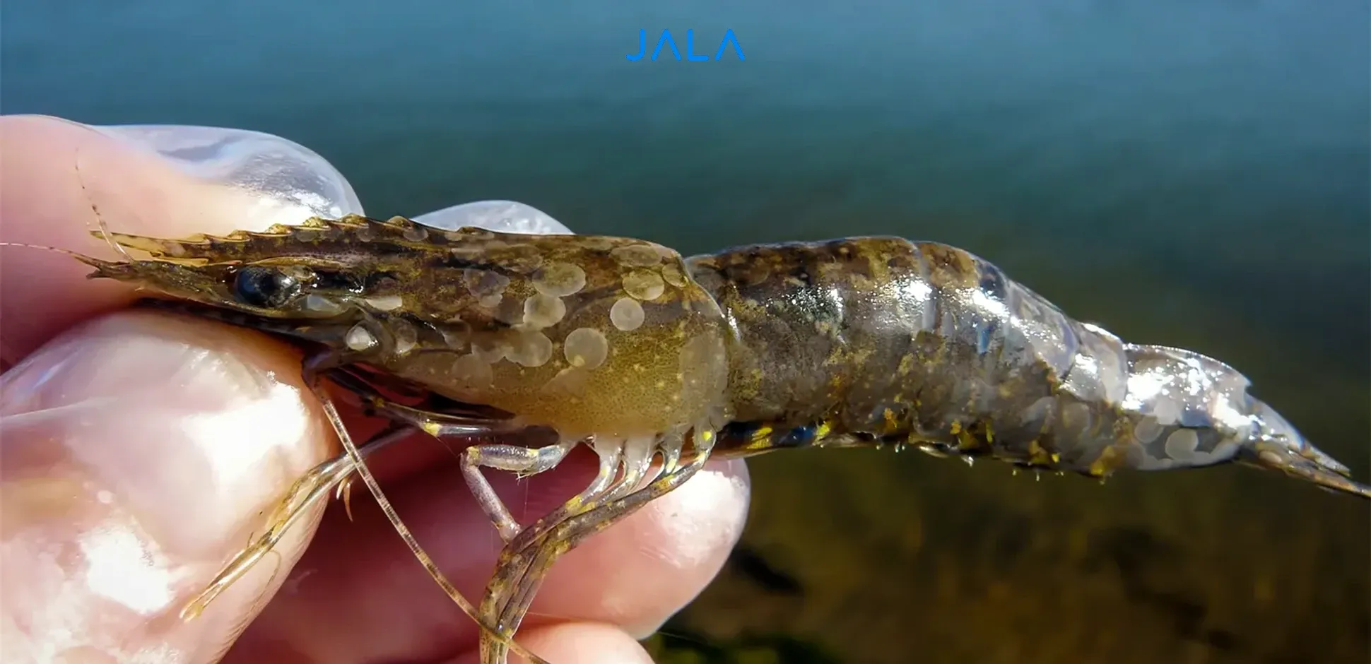 Melindungi Industri Udang Indonesia dari Ancaman Penyakit Bintik Putih di Tahun 2025 dan ...