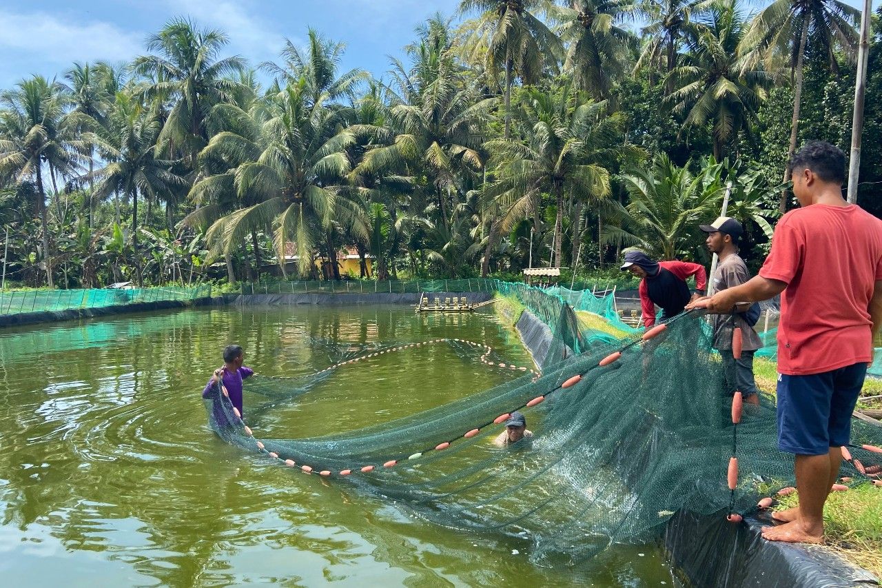 Memantau Harga Udang 2022, Cek Off-takernya di JALA | JALA Blog
