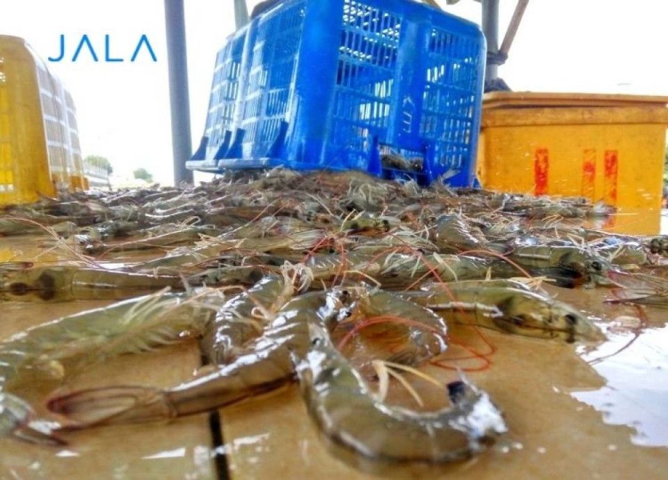 Sertifikasi Cara Penanganan Ikan yang Baik (CPIB) bagi Supplier Udang ...