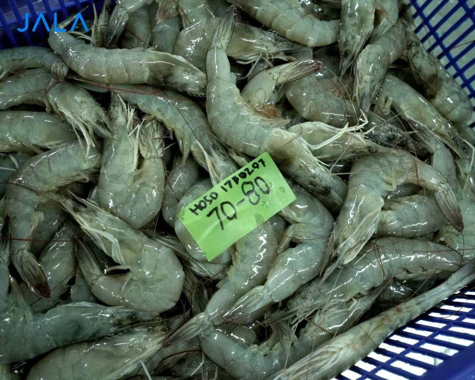 Mencari Market Ekspor Udang Baru | JALA Blog