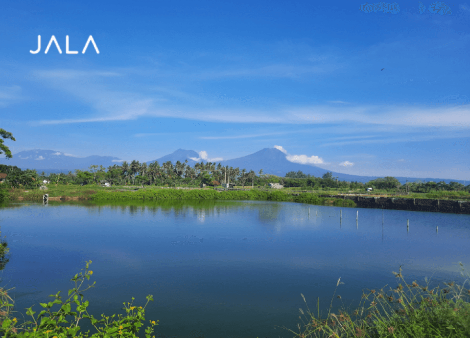 Extensive Pond Can Also Be Productive | JALA Blog