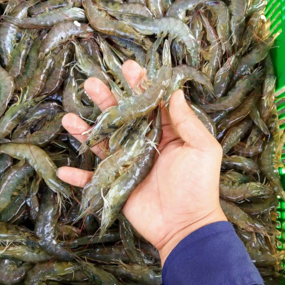 Fluktuasi Harga Udang Dunia | JALA Blog