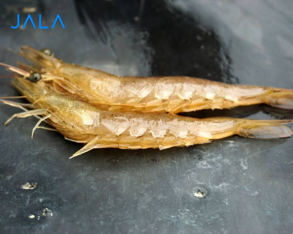 Hepatopancreatic Microsporidiosis/Enterocytozon hepatopenaei (EHP ...