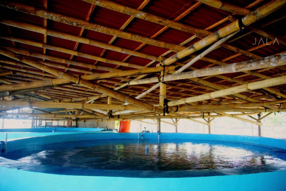 Getting Trending! Circular Shrimp Pond | JALA Blog