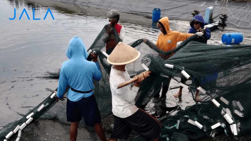 Penting! SDM Apa Saja yang Dibutuhkan Tambak Udang? | JALA Blog