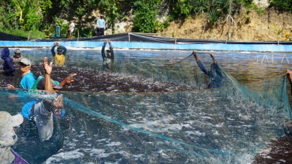 Kondisi Terkini Tambak Udang Indonesia: Trend Harga, Ekspor, dan Efek ...