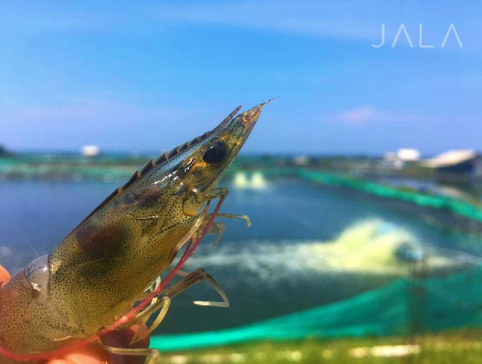 Metode Terkini Meningkatkan Produksi dan Menangani Vibriosis | JALA Blog