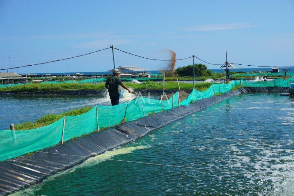 Jenis Pakan Udang Terbaik untuk Sukseskan Budidaya | JALA Blog