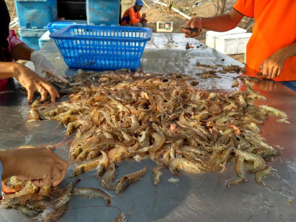 Perkembangan Industri Udang di Thailand | JALA Blog
