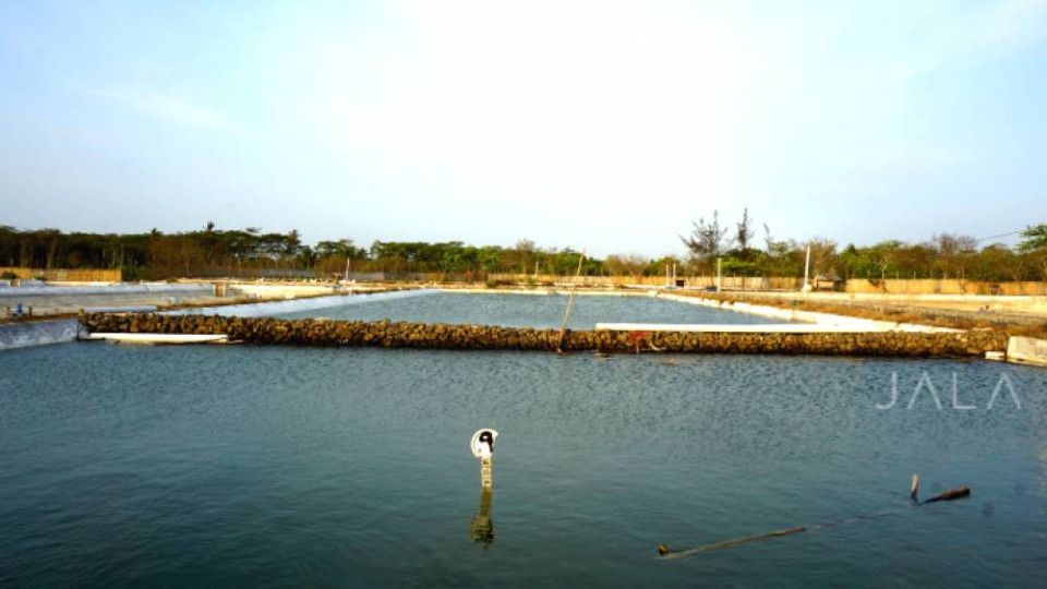 Polikultur Tambak udang | JALA Blog