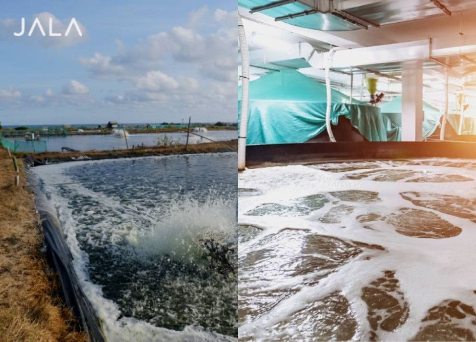 Kolam Kotak dan Kolam Bundar dalam Budidaya Udang | JALA Blog