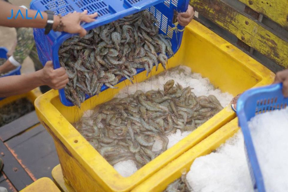 Tren Pahit Harga Udang 2022, Bagaimana 2023? | JALA Blog