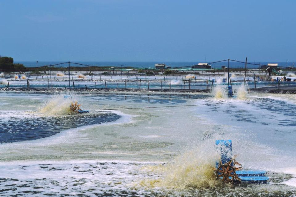 Simple Tips for Shrimp Farming in the Rainy Season | JALA Blog