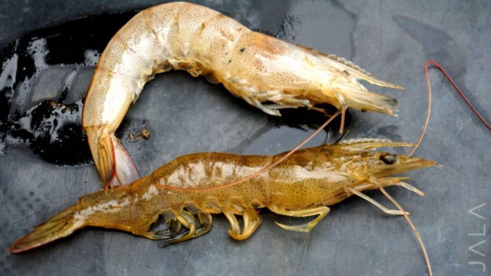 Faktor Utama Kematian Udang, Penyakitnya atau udangnya? | JALA Blog