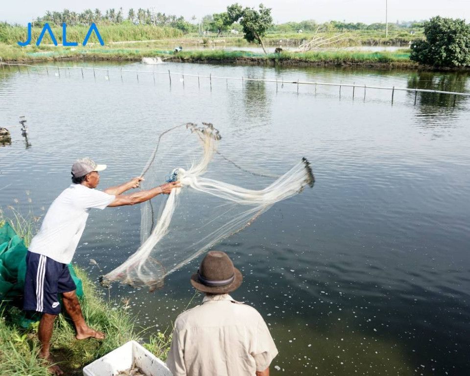 Tambak Tradisional vs. Intensif: Mana yang Lebih Baik? | JALA Blog