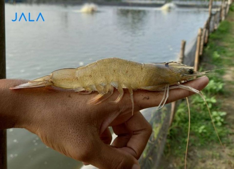 WSSV or White Spot Disease As The Main Cause of Shrimp Productivity Decrease | JALA Blog